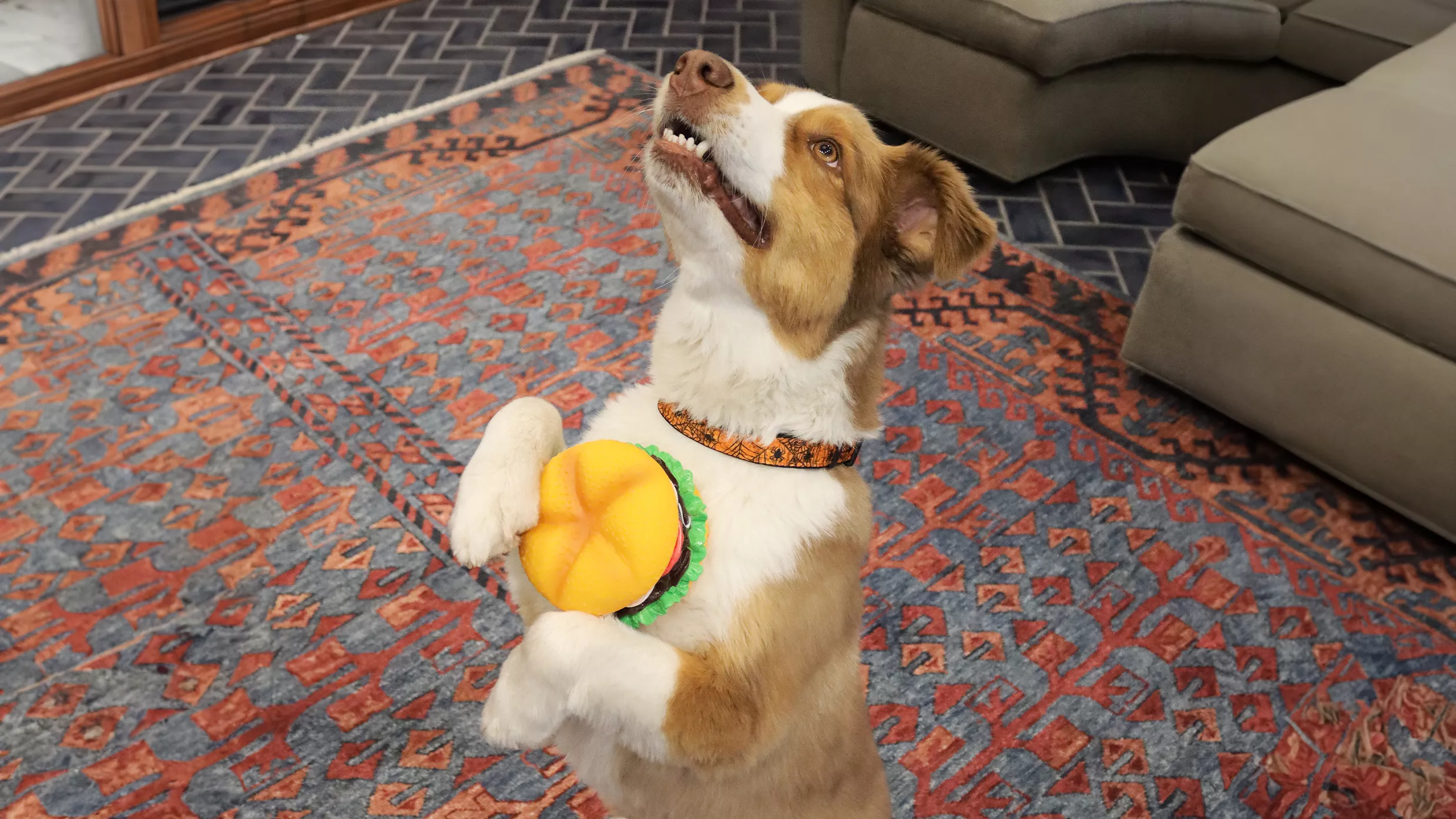 Coastal Pet Products | Coastal Pet Products