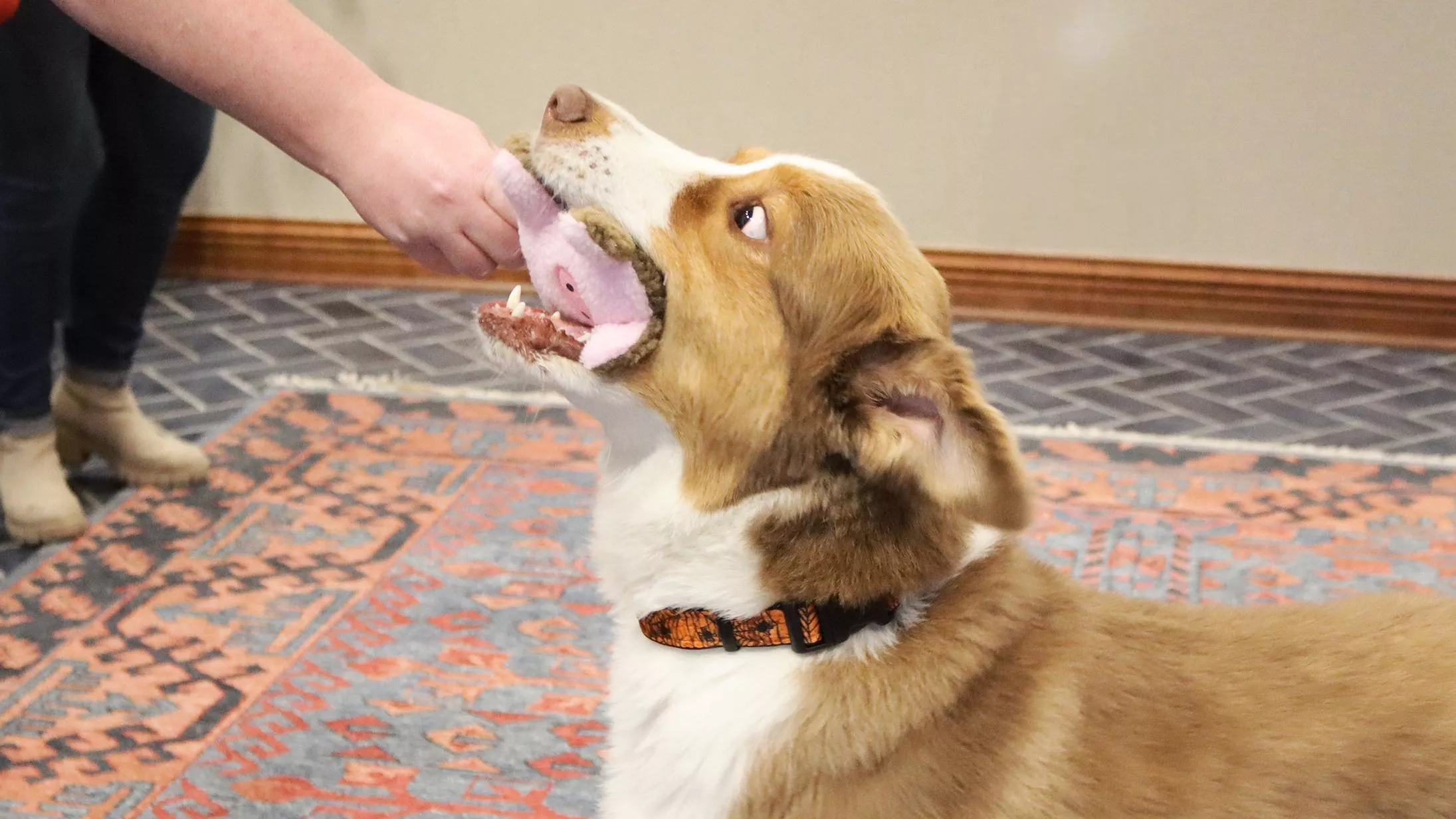 Stryker’s Ranking of Rascals® Toys | Coastal Pet Products